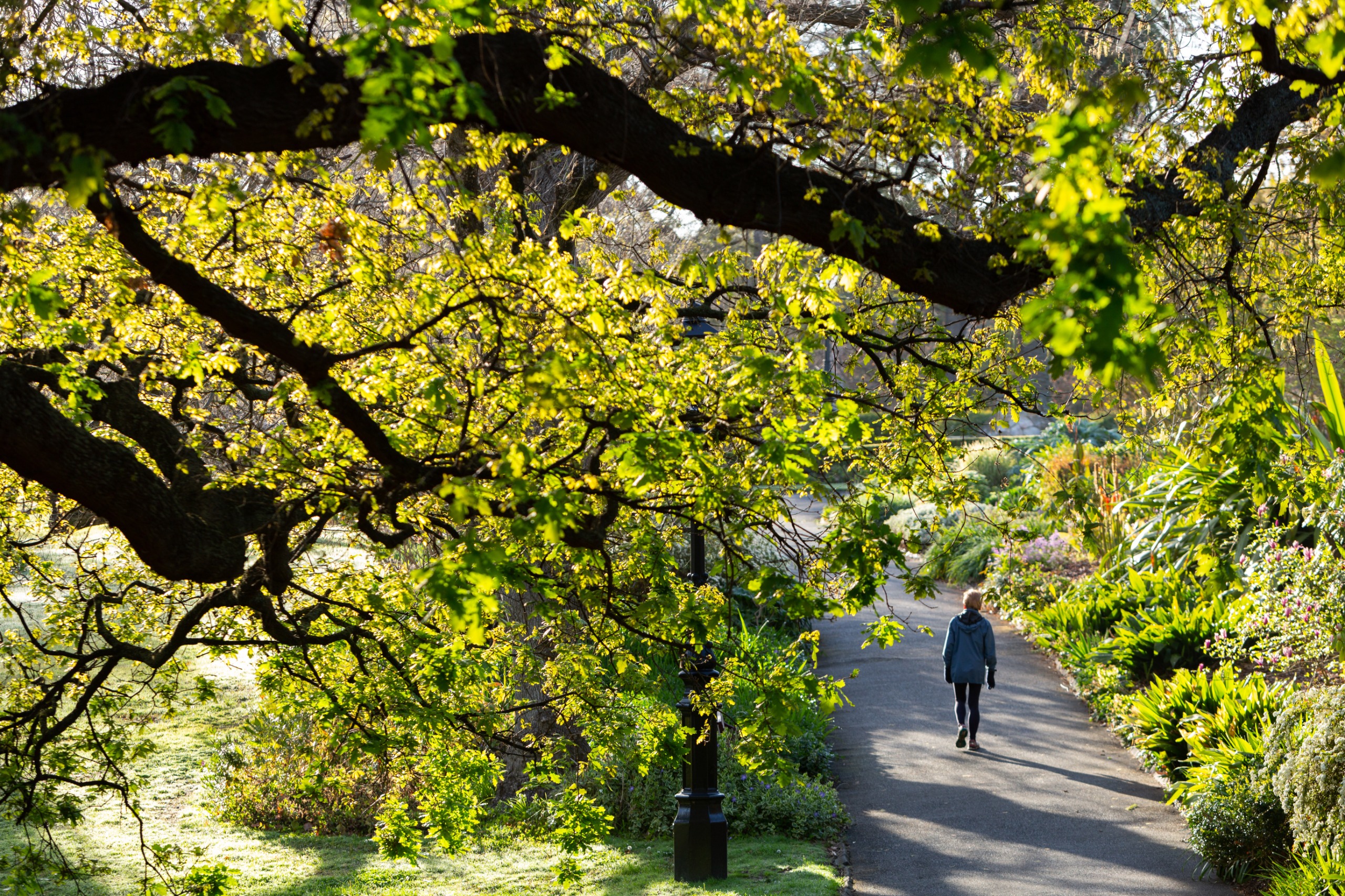 Our new Tree Canopy Strategy | Your Say Boroondara