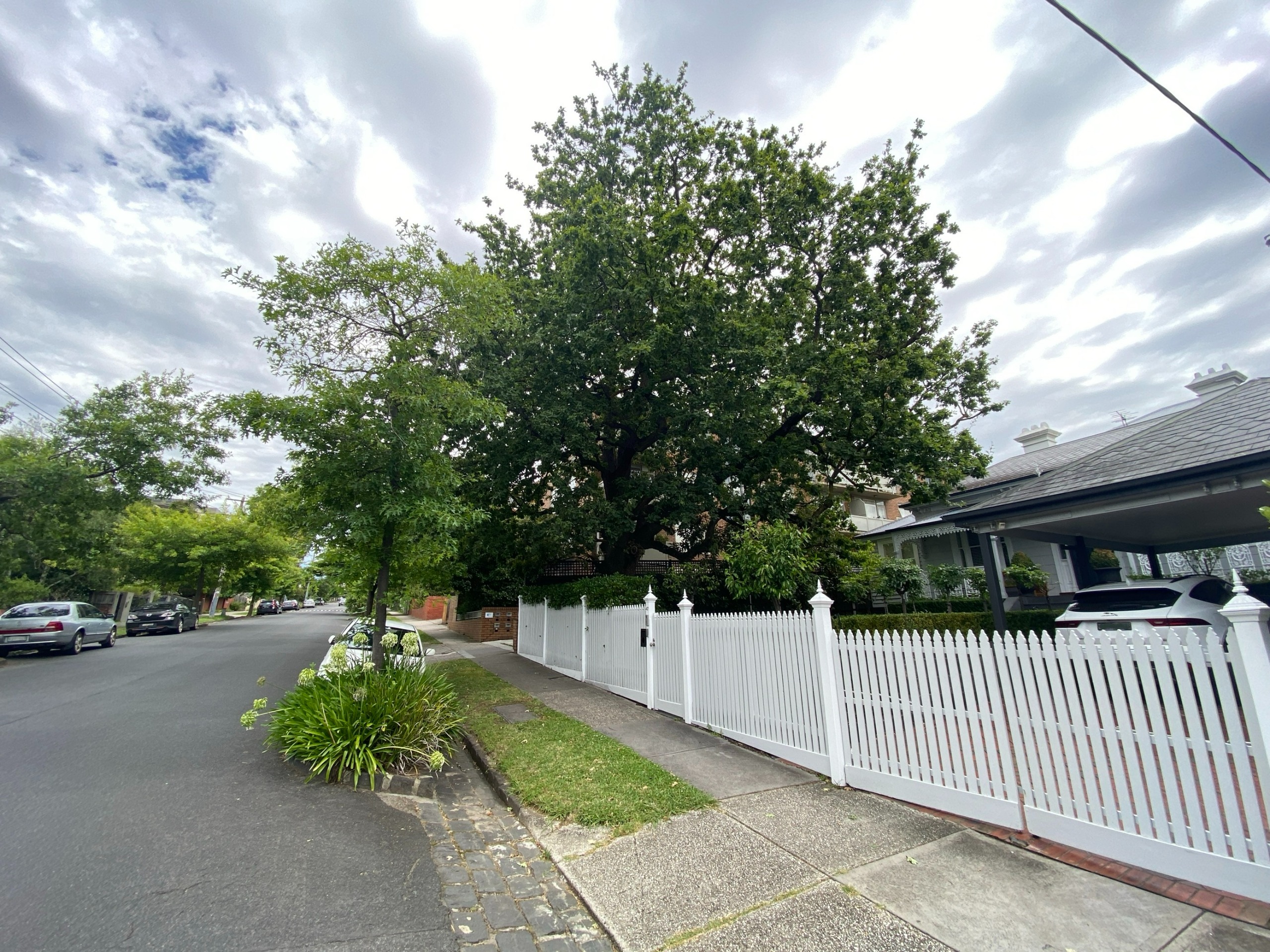 Tree Protection Local Law