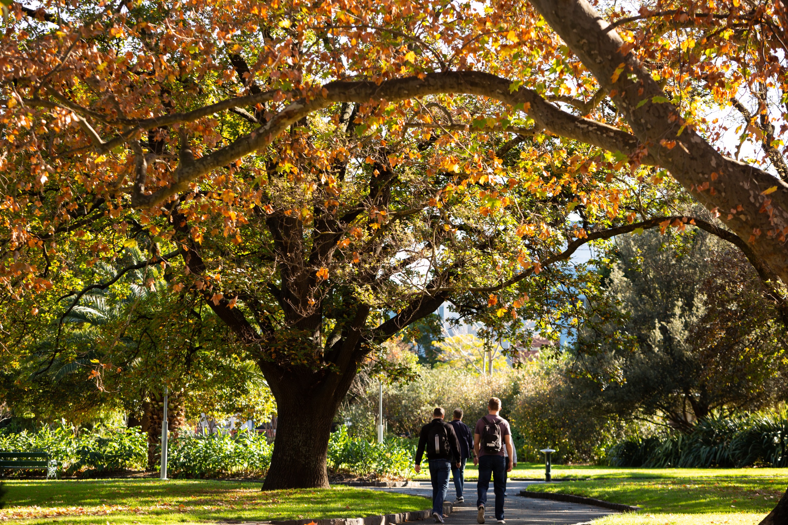 Significant tree register | Your Say Boroondara